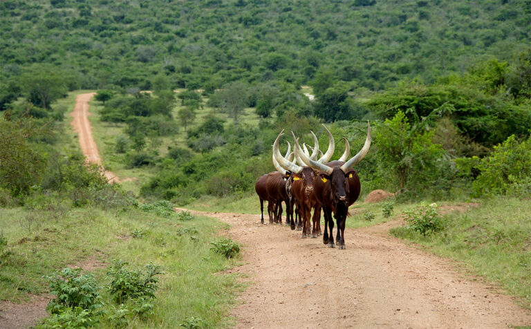 Lake Mburo National Park - Africa Geographic