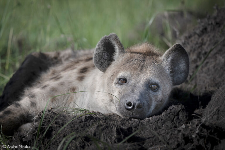 Spotting spotted hyena - Africa Geographic