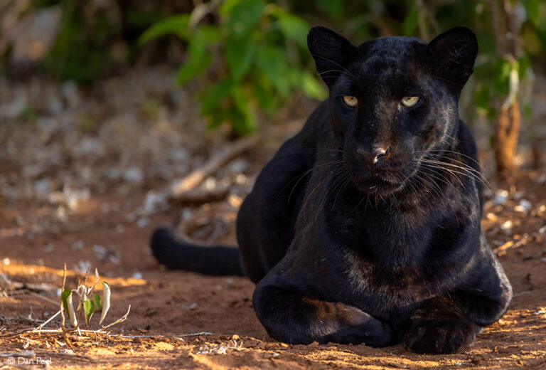 The incredible black leopard of Laikipia - Africa Geographic