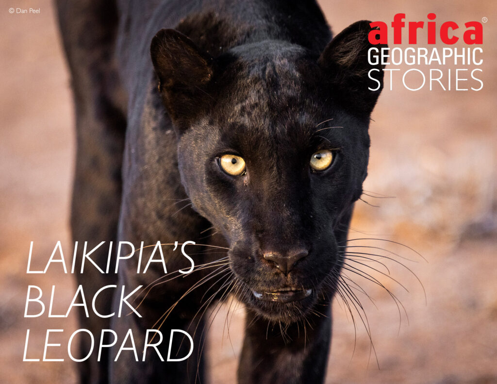 The incredible black leopard of Laikipia - Africa Geographic