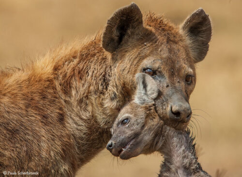 Spotting spotted hyena - Africa Geographic