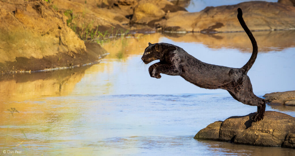The incredible black leopard of Laikipia - Africa Geographic