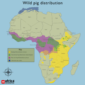 The wild pigs of Africa - Africa Geographic