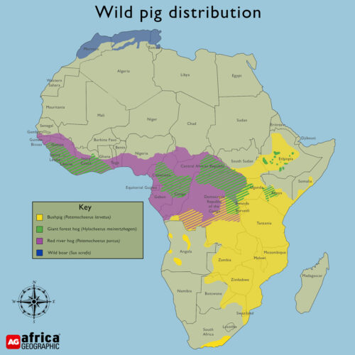 The wild pigs of Africa - Africa Geographic
