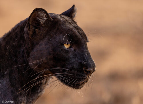 The incredible black leopard of Laikipia - Africa Geographic