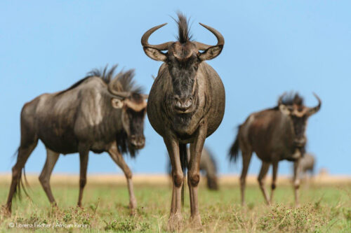 By royal decree - Afrika Odyssey Expedition to Liuwa Plain - Africa ...