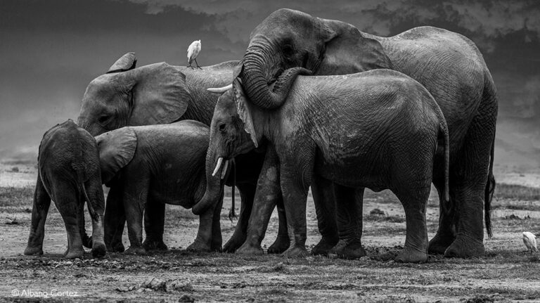 Calling an elephant by its name - Africa Geographic