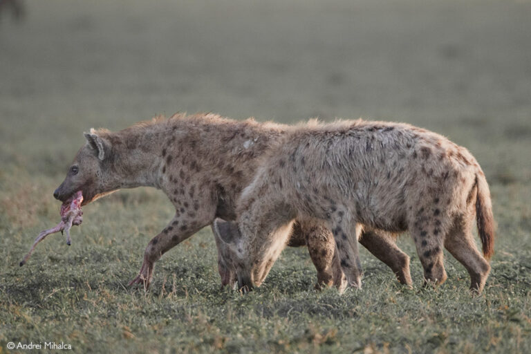 A hiatus in the hyena literature - Africa Geographic