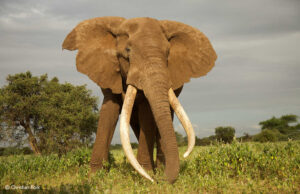 Trophy hunted: 2 super tuskers in Tanzania - Africa Geographic