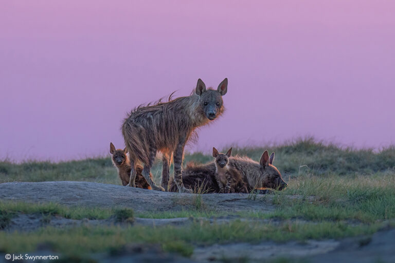 A hiatus in the hyena literature - Africa Geographic