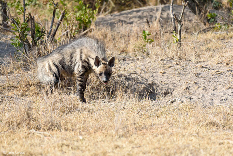 A hiatus in the hyena literature - Africa Geographic