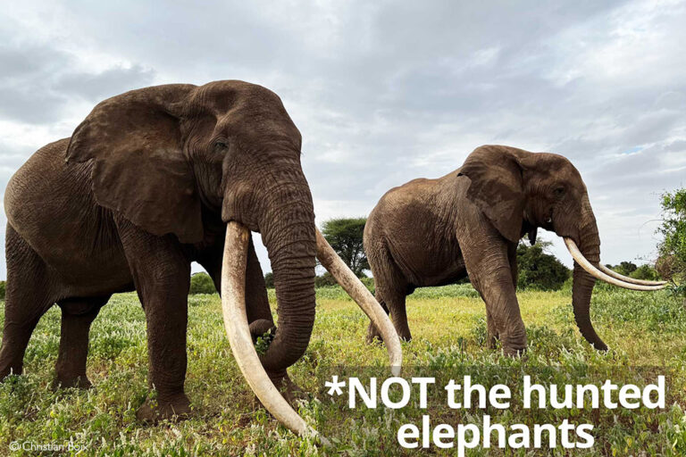 Trophy hunted: 2 super tuskers in Tanzania - Africa Geographic