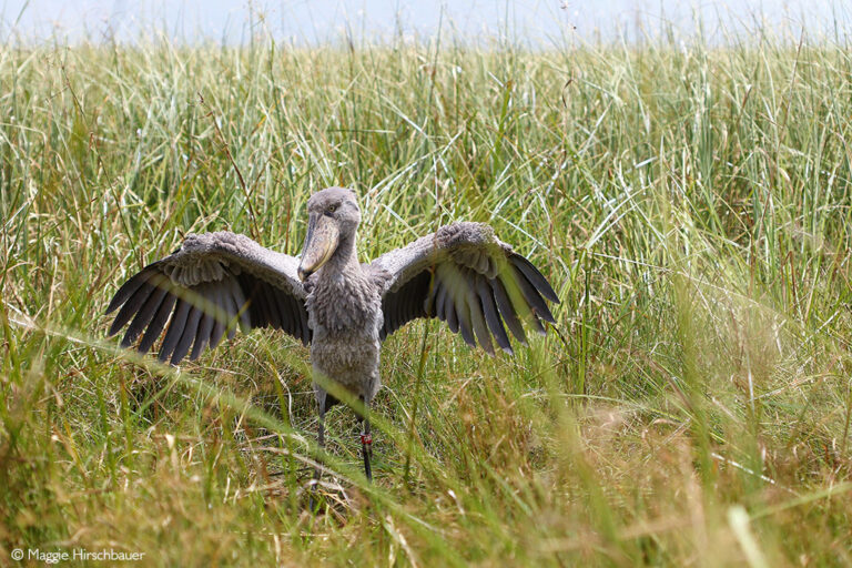 Bangweulu Wetlands: Shoebills, swamps and shhhh! - Africa Geographic