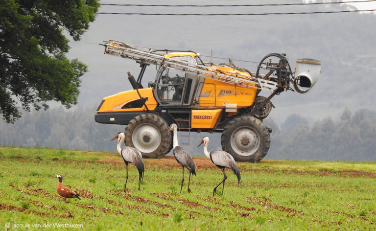 The changing face of wattled crane conservation - Africa Geographic