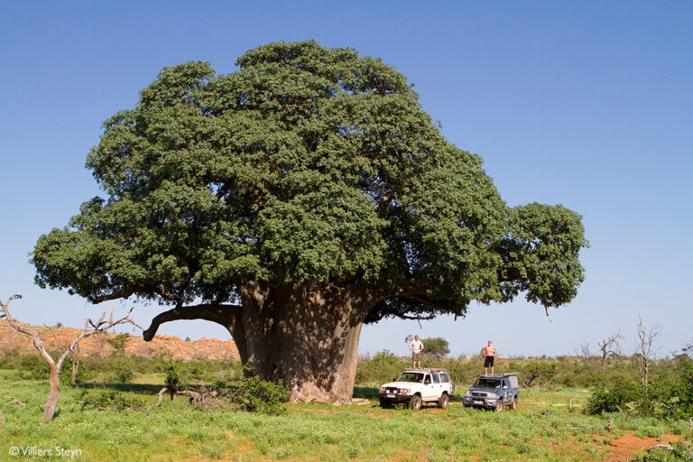 Mapungubwe National Park - Africa Geographic