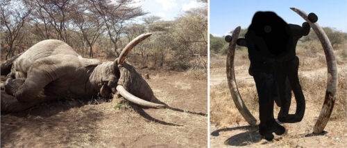 Trophy hunted: 2 super tuskers in Tanzania - Africa Geographic