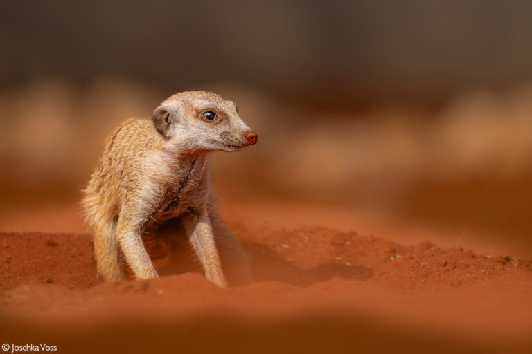 Photographer of the Year 2024 Weekly Selection: Week 1 - Africa Geographic