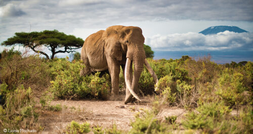 Amboseli super tuskers down to 10 as trophy hunters operate in stealth ...