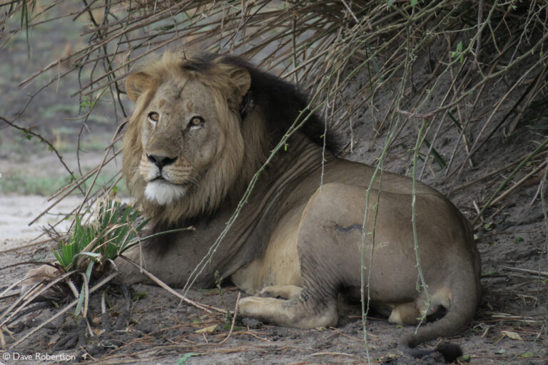 Picture-perfect Liwonde - Africa Geographic