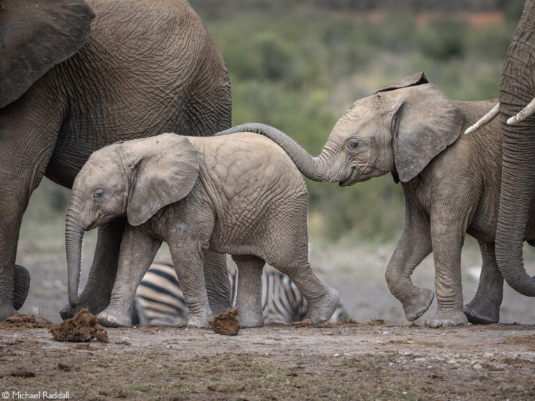 Photographer of the Year 2024 Weekly Selection: Week 2 - Africa Geographic