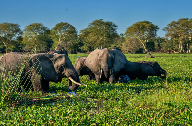 Picture-perfect Liwonde - Africa Geographic