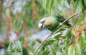 Africa's Parrots - Africa Geographic