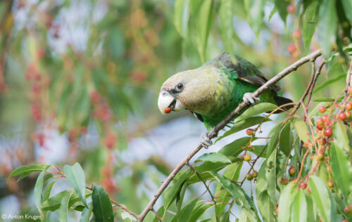 Africa's Parrots - Africa Geographic