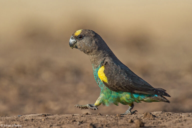 Africa's Parrots - Africa Geographic