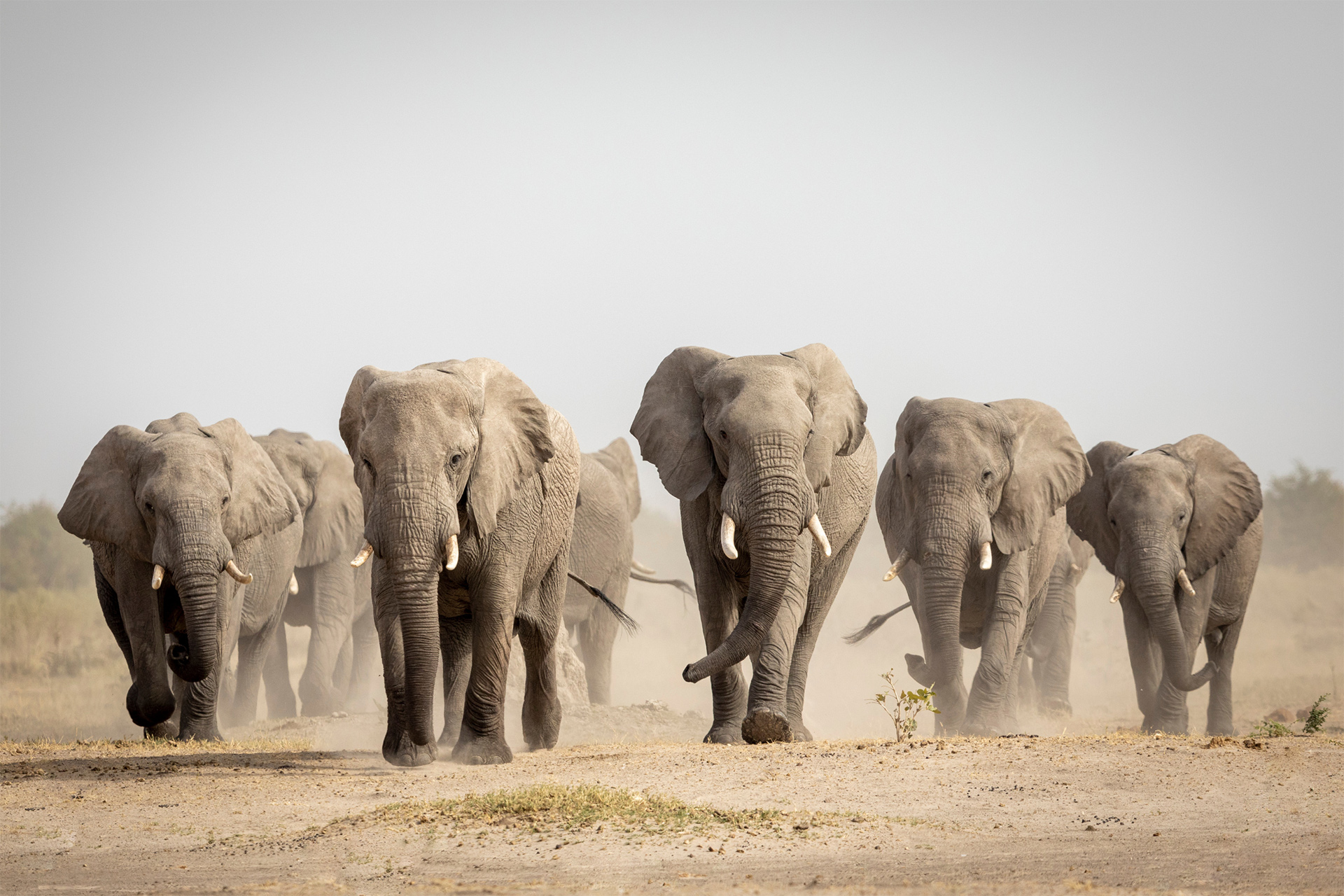 KAZA elephants – new analysis adds vital details - Africa Geographic