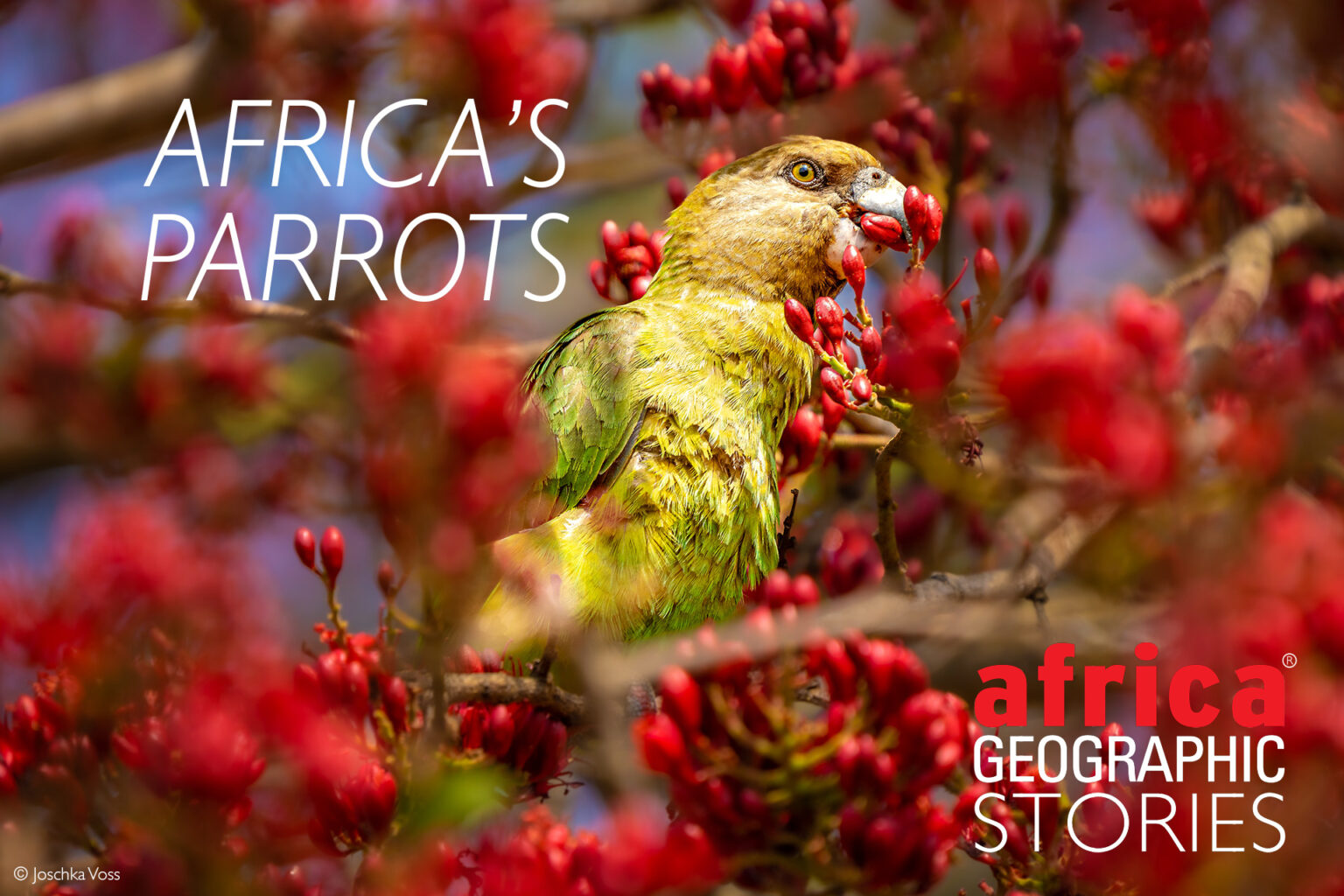 Africa's Parrots - Africa Geographic