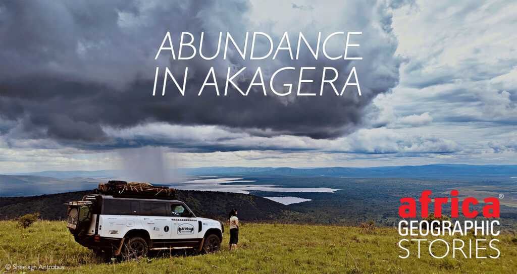 Abundance in Akagera - Africa Geographic