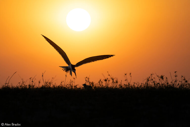 Photographer of the Year 2024 Weekly Selection: Week 7 - Africa Geographic