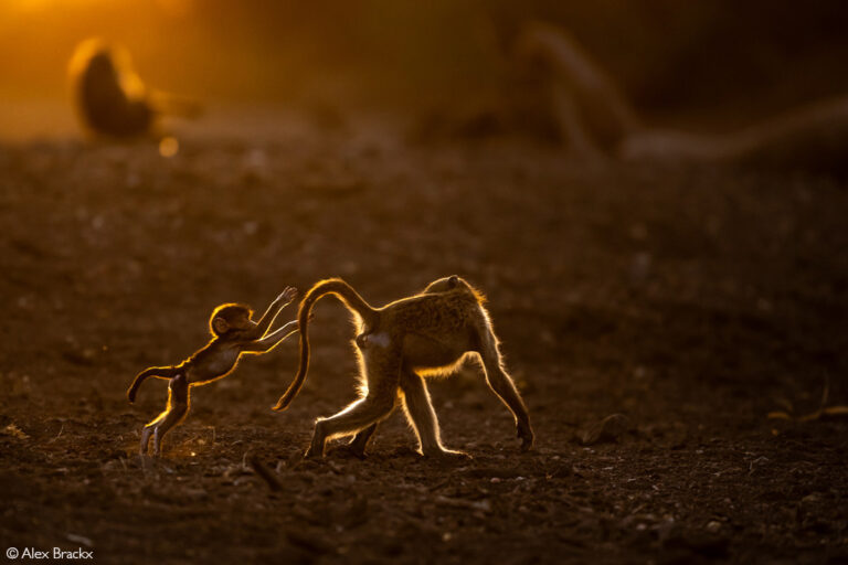 Photographer of the Year 2024 Weekly Selection: Week 7 - Africa Geographic