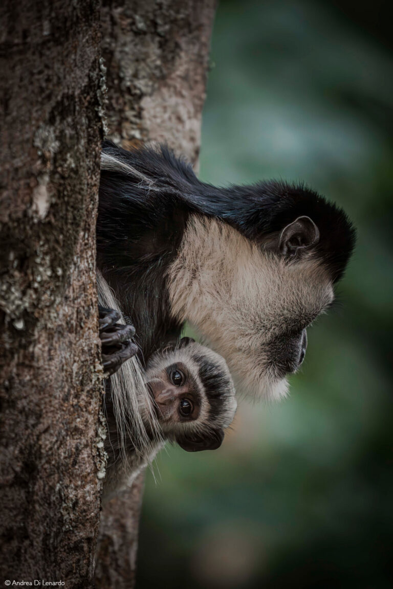 Photographer of the Year 2024 Weekly Selection: Week 3 - Africa Geographic