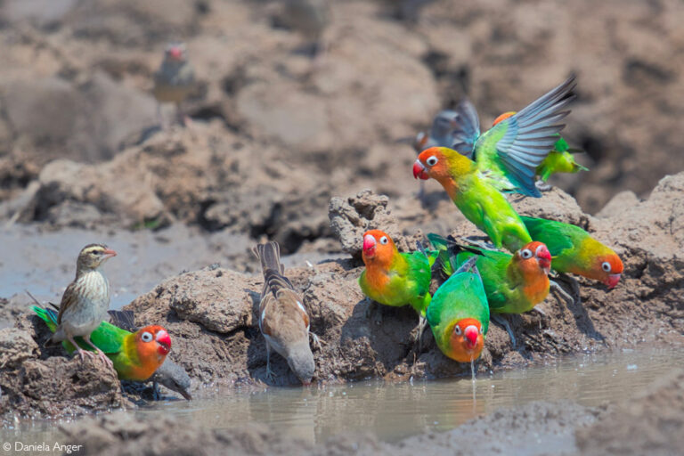 Africa's Parrots - Africa Geographic
