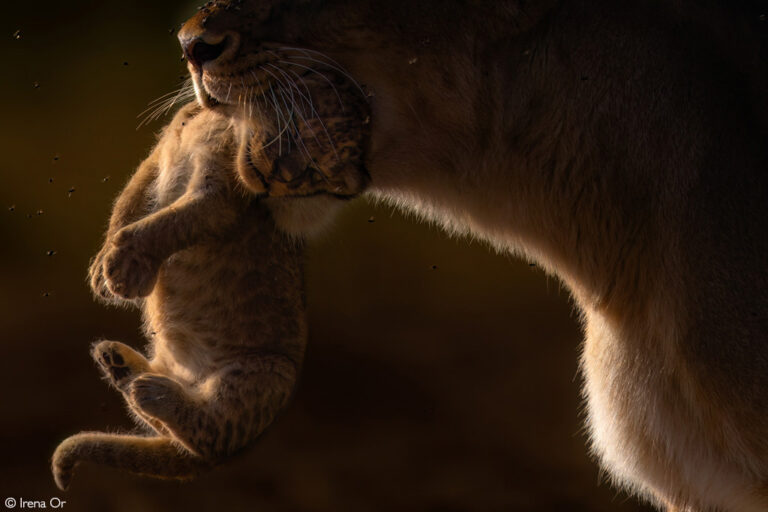 Photographer of the Year 2024 Weekly Selection: Week 3 - Africa Geographic
