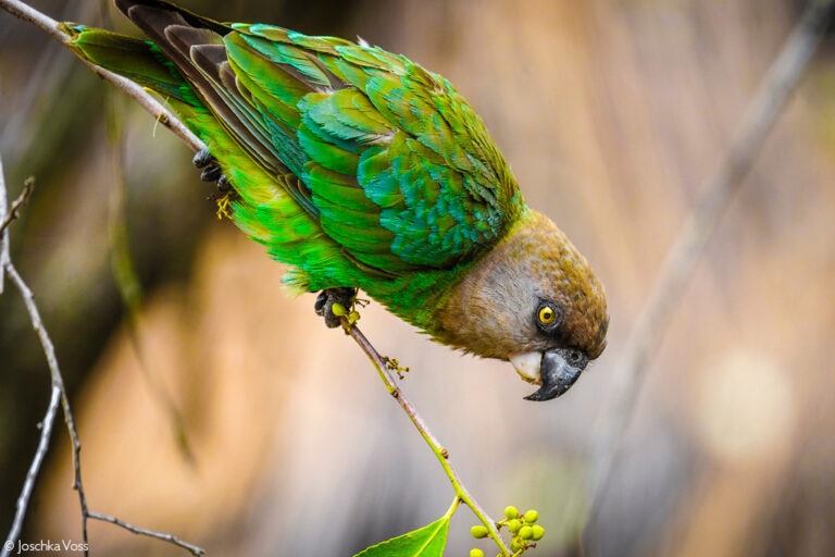 Africa's Parrots - Africa Geographic