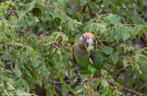 Africa's Parrots - Africa Geographic