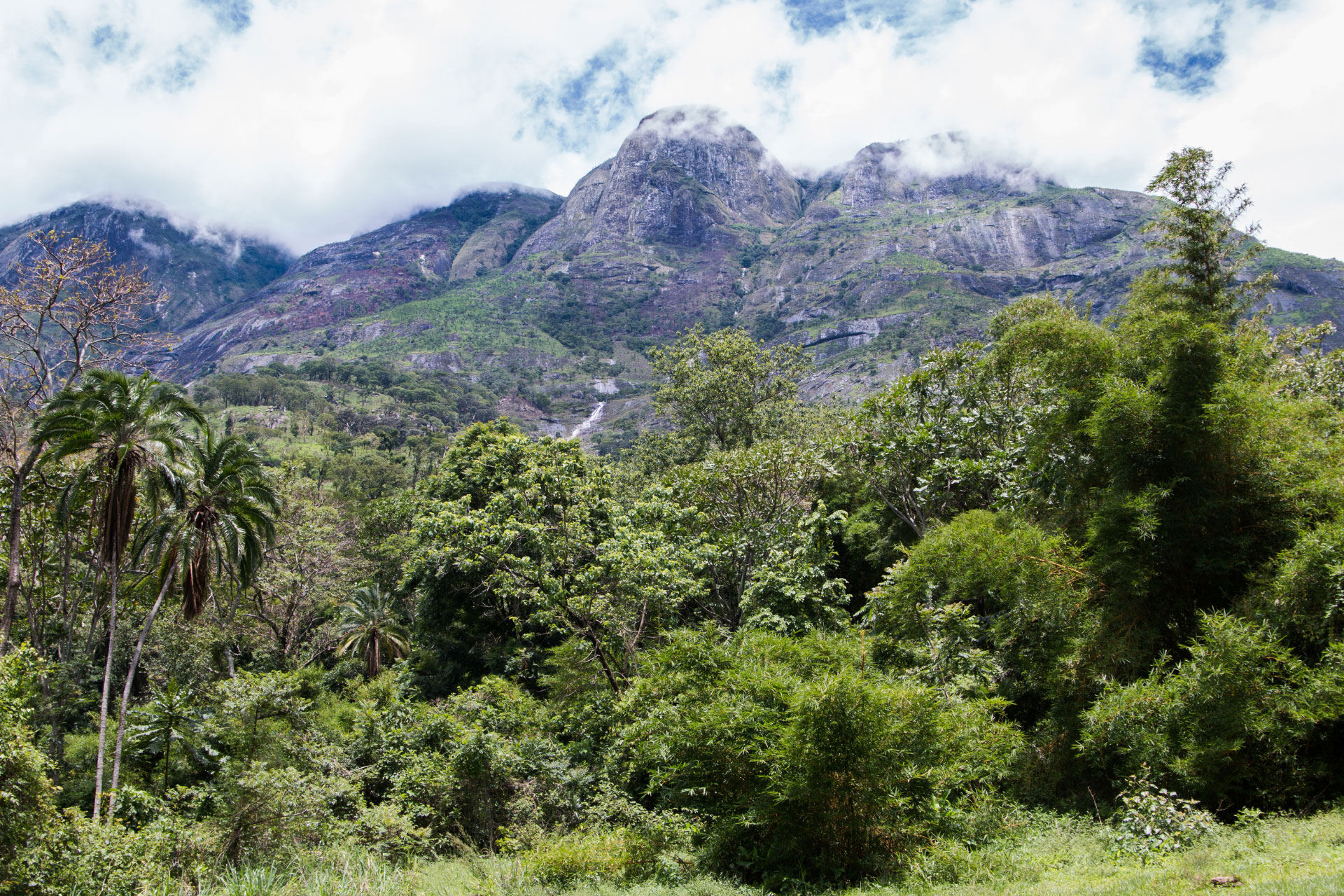 Africa’s new ecoregion: Islands in the sky - Africa Geographic