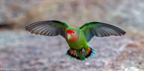 Africa's Parrots - Africa Geographic