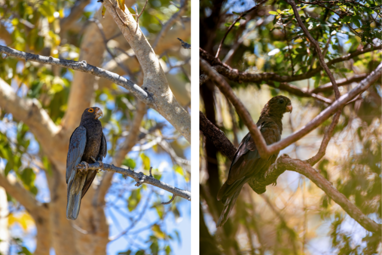 Africa's Parrots - Africa Geographic
