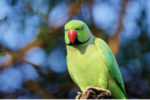 Africa's Parrots - Africa Geographic