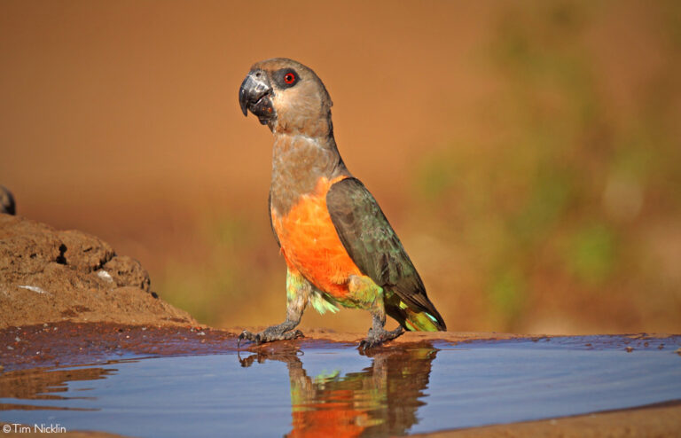 Africa's Parrots - Africa Geographic