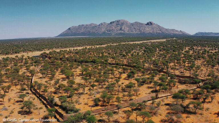 More Angolan giraffes return to Iona NP - Africa Geographic