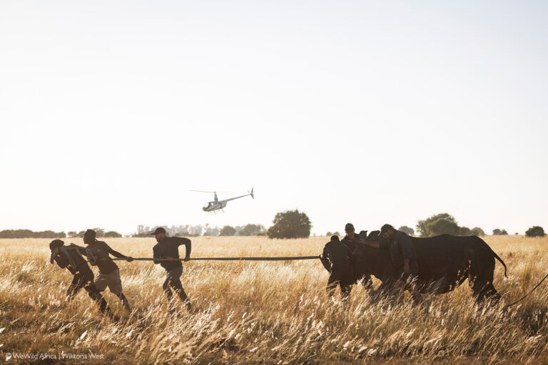 Stories - Africa Geographic