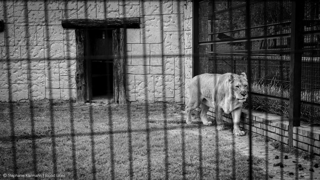 A life of captivity - Africa Geographic