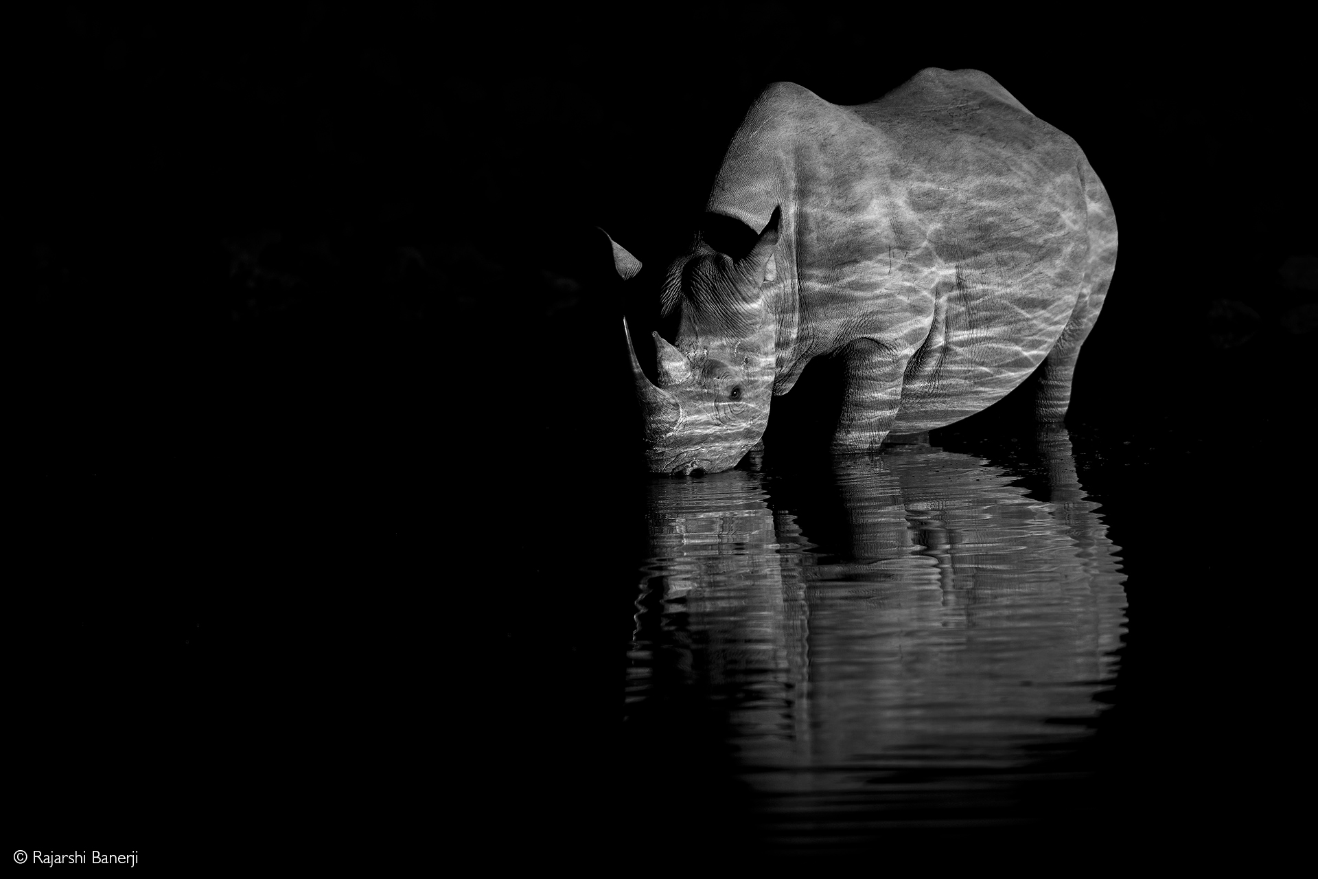 Can rhinos survive climate change? - Africa Geographic