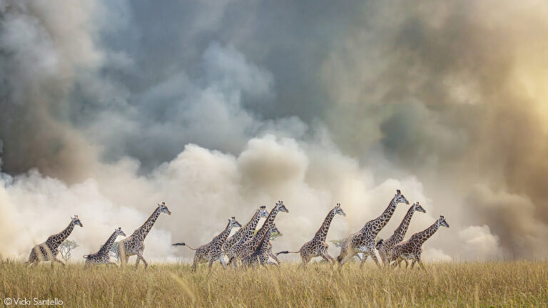 Photographer of the Year 2024 Weekly Selection: Week 10 - Gallery 1 ...