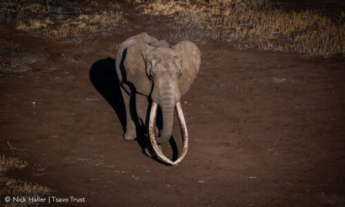 Guarding tuskers - Africa Geographic