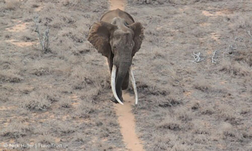 Guarding tuskers - Africa Geographic